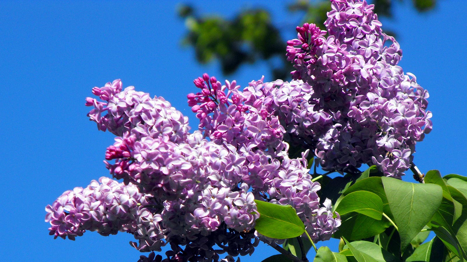 Seringen op de akkers in de Bovenlanden van Aalsmeer
