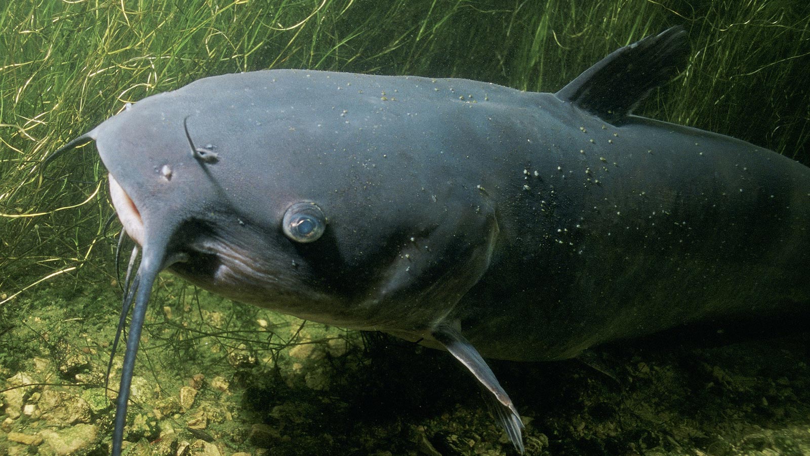 Meerval - Bovenlanden Aalsmeer